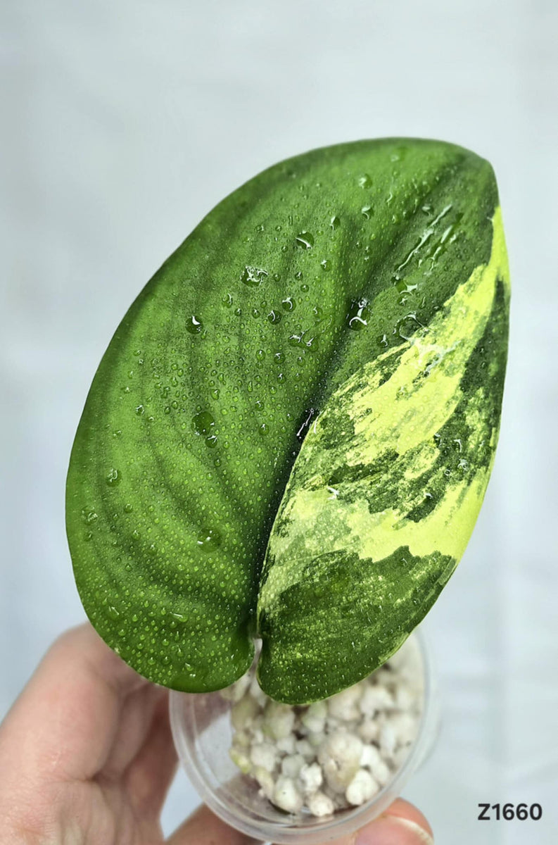 Scindapsus Jade Satin Variegata #Z1660 – ZARITS