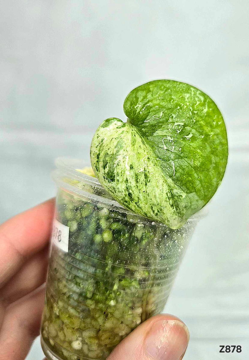 Scindapsus halimoon z878 – ZARITS