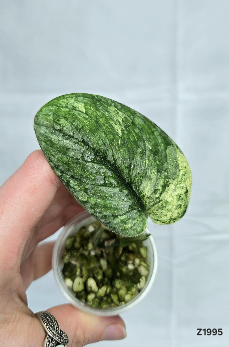 Scindapsus Halimoon #Z1995 – ZARITS