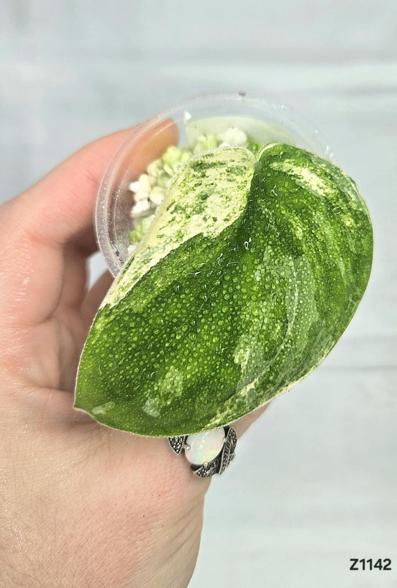 Scindapsus Mangurai #Z1142 – ZARITS