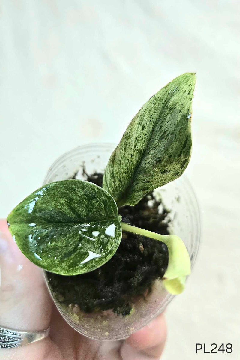 Scindapsus moonlight Marble #PL248 – ZARITS