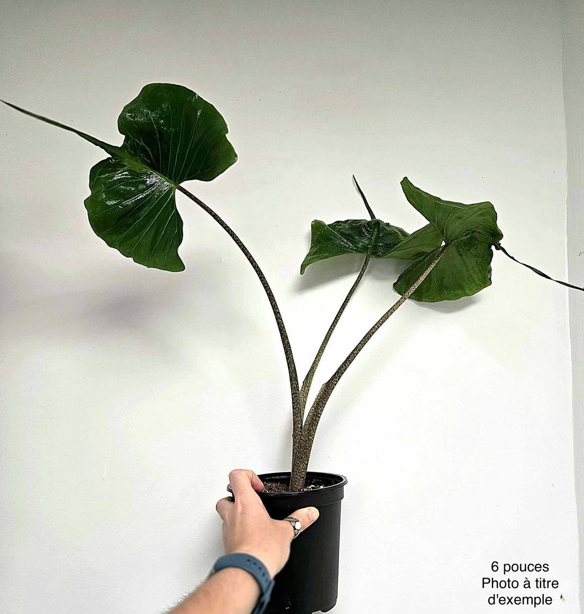 Alocasia sting ray – ZARITS