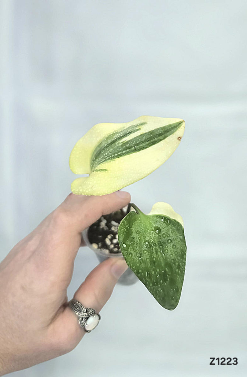 Ledebouria Petiolata Variegata #Z1223 – ZARITS