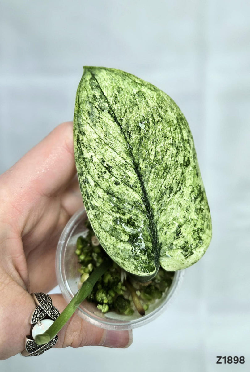 Scindapsus Halimoon #Z1898 – ZARITS