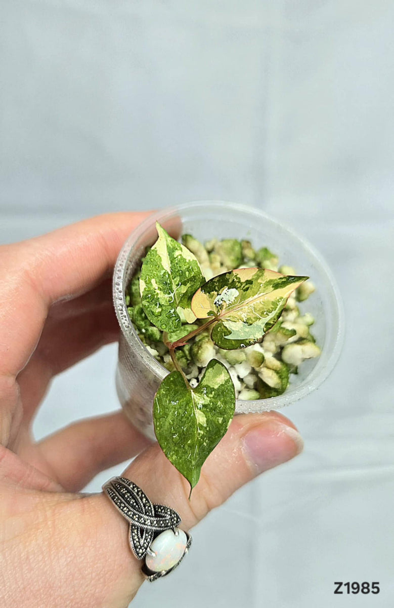 Fallopia Multiflora Variegata #Z1985 – ZARITS