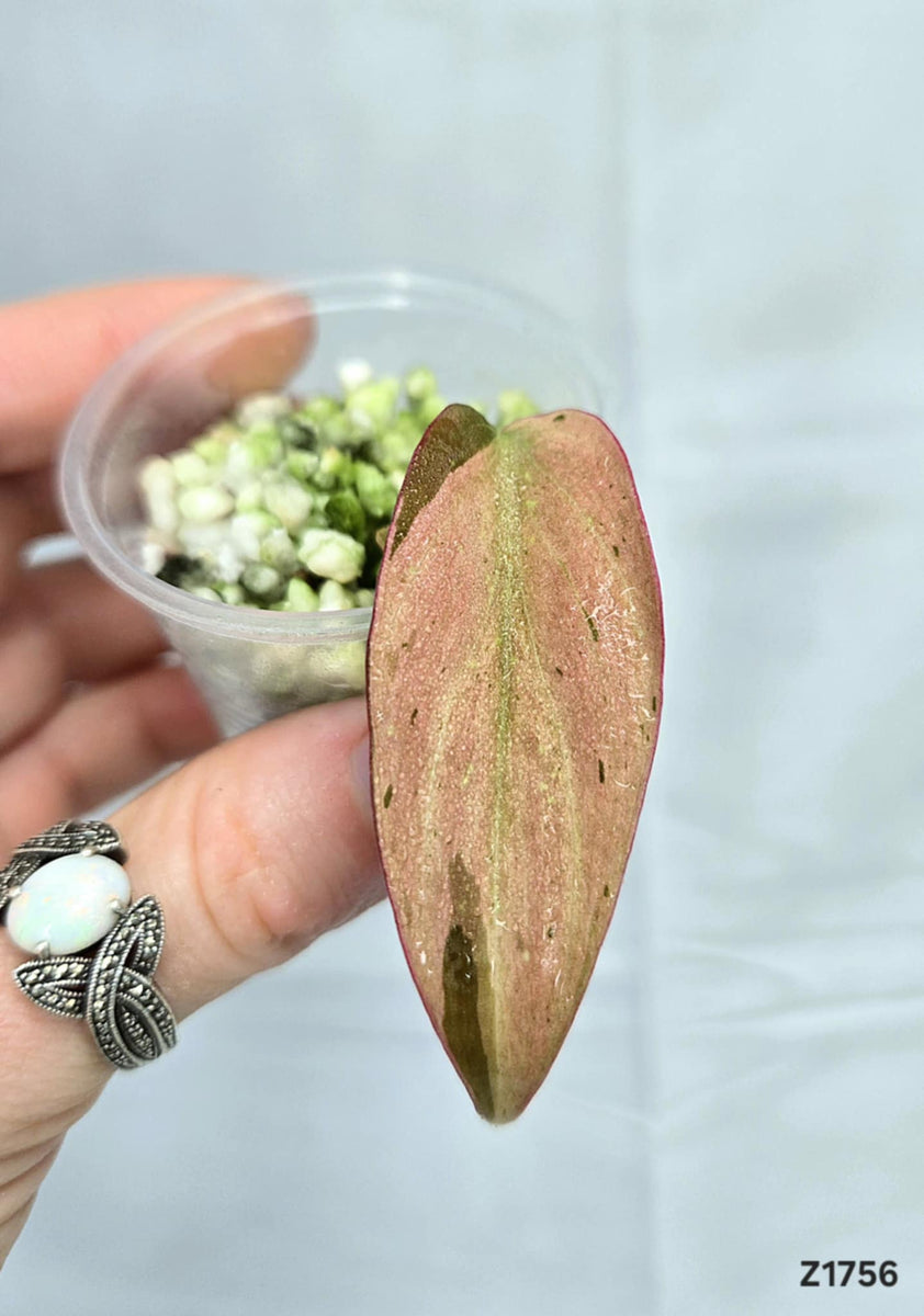 Philodendron Mican Mint #Z1756 – ZARITS