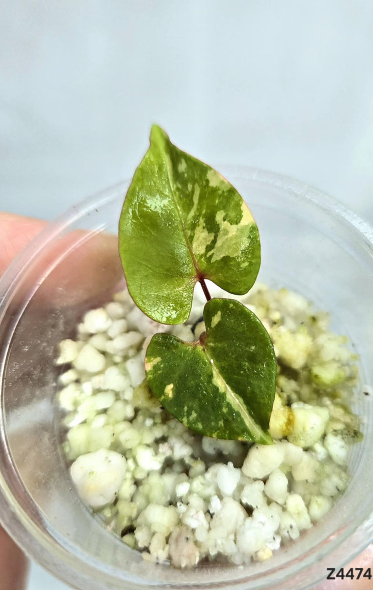 Fallopia Multiflora Variegata #Z4474 – ZARITS