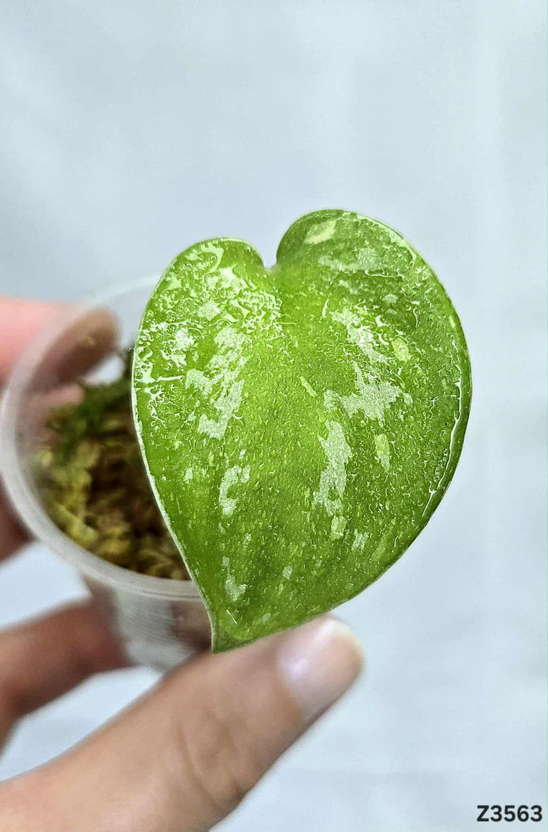 Scindapsus Baticon #Z3563 – ZARITS