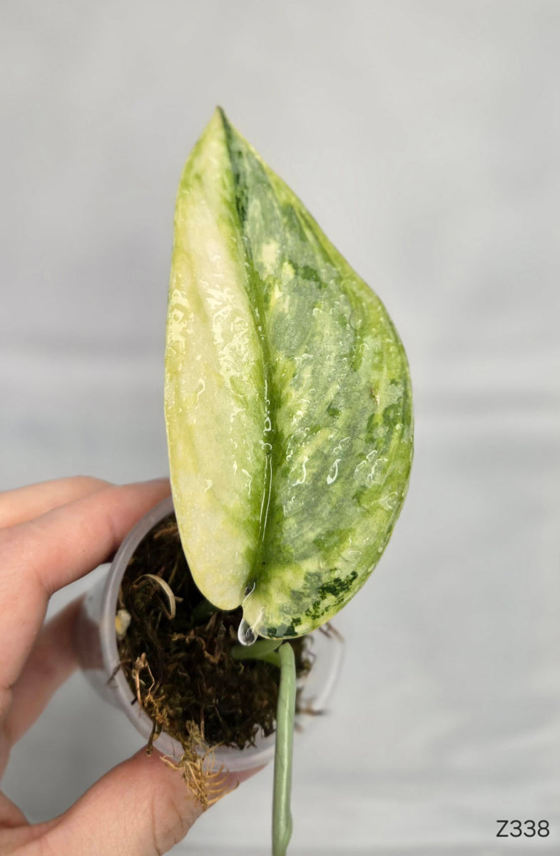 Scindapsus Lakambini #Z338 – ZARITS