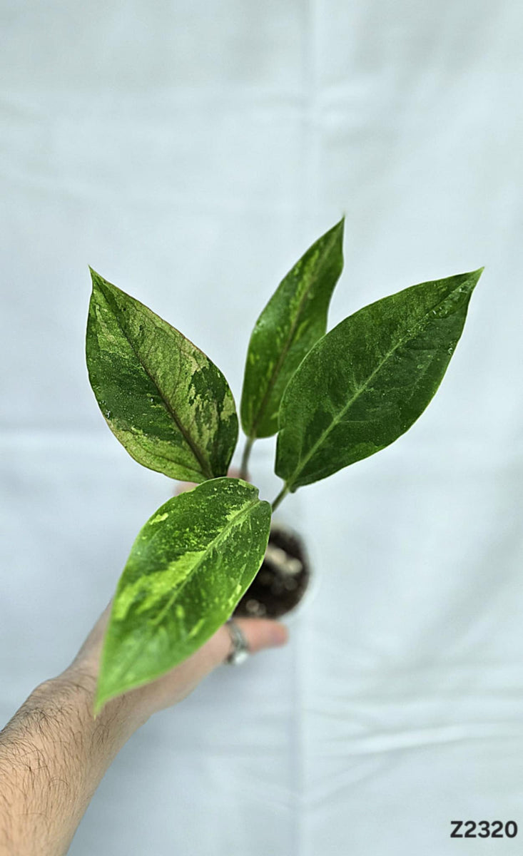 Anthurium renaissance hookeri #Z2320 – ZARITS