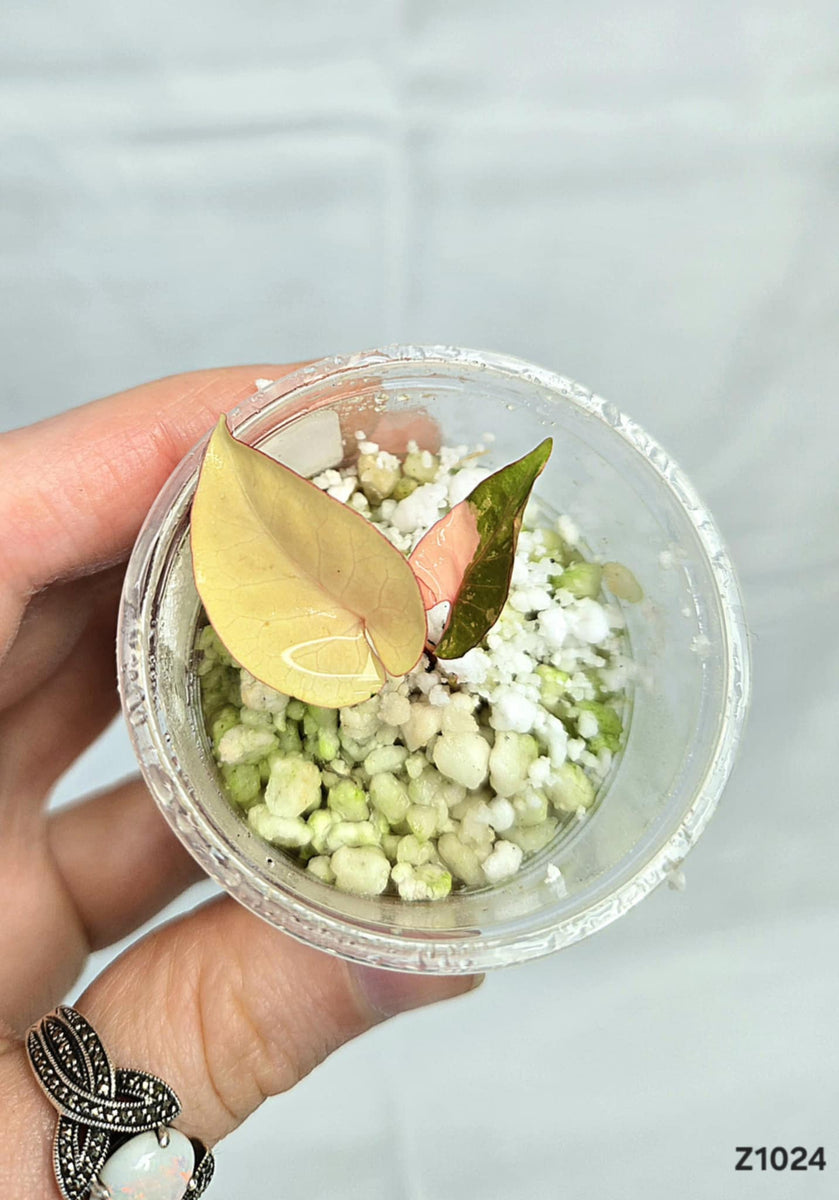 Fallopia Multiflora Variegata #Z1024 – ZARITS