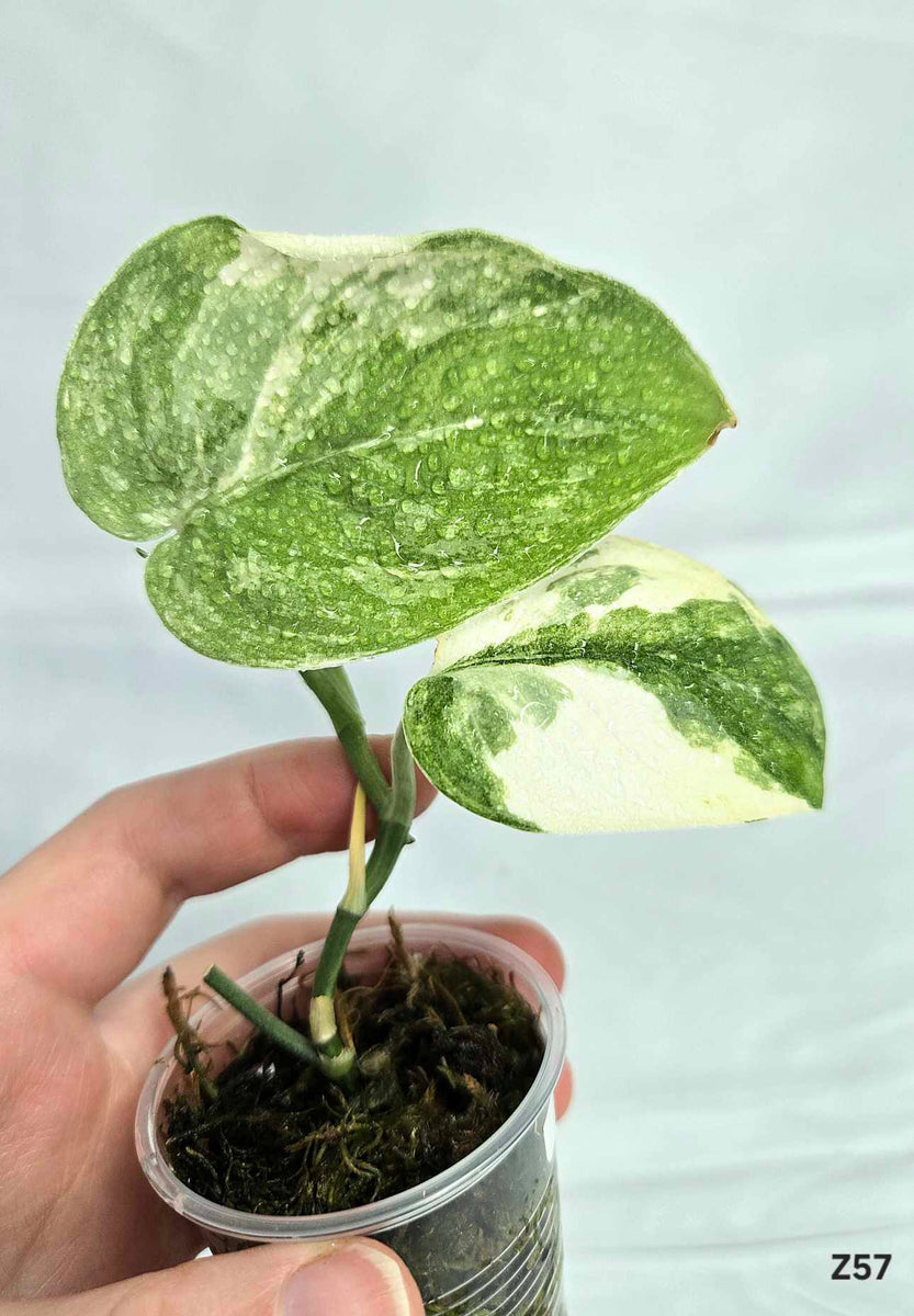 Scindapsus Mangurai #Z57 – ZARITS