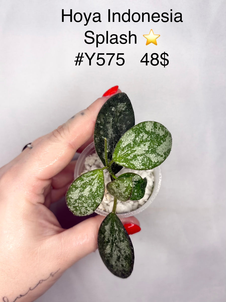 Hoya Indonesia Splash ⭐️ #Y575 – ZARITS