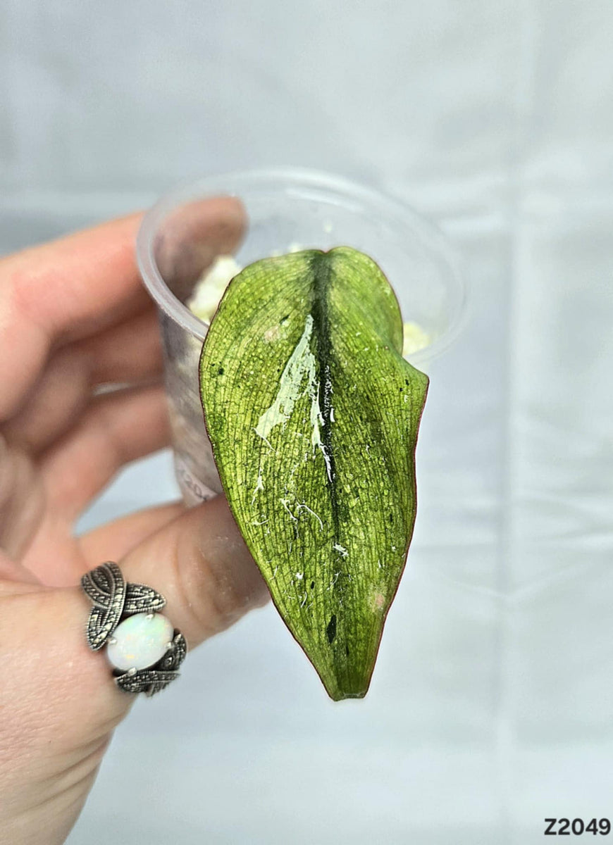 Philodendron Mican Mint #Z2049 – ZARITS