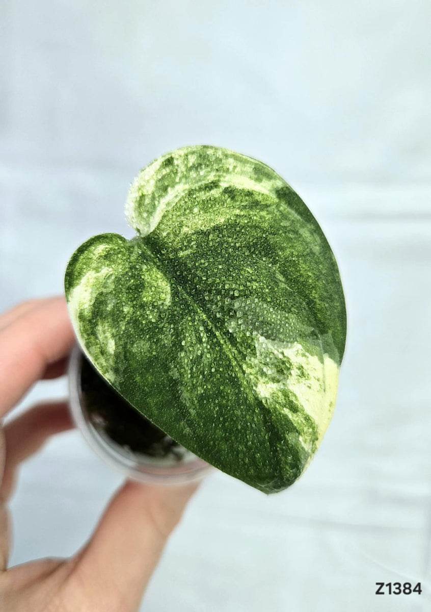 Scindapsus Mangurai #Z1384 – ZARITS