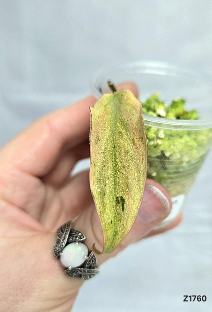Philodendron Mican Mint #Z1760 – ZARITS