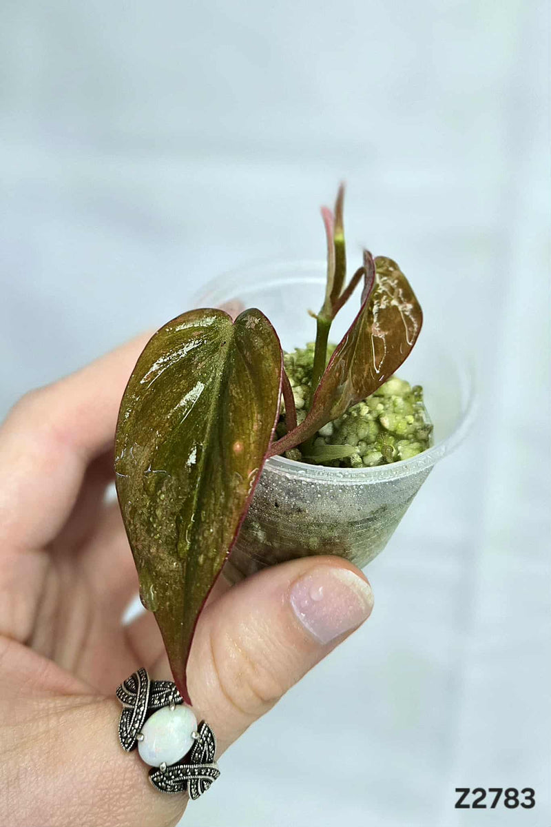 Philodendron Micans Mint #Z2783 – ZARITS