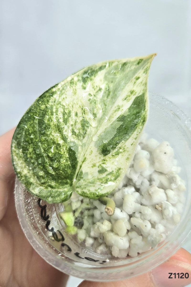 Scindapsus Mangurai #Z1120 – ZARITS