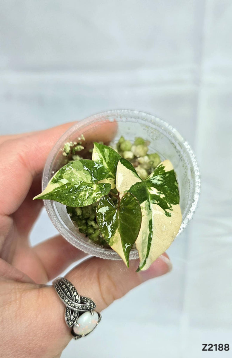 Fallopia Multiflora Variegata #Z2188 – ZARITS