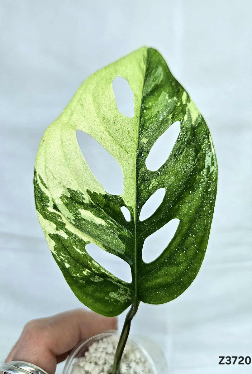 Monstera Acuminata Albo Mint #Z3720 – ZARITS
