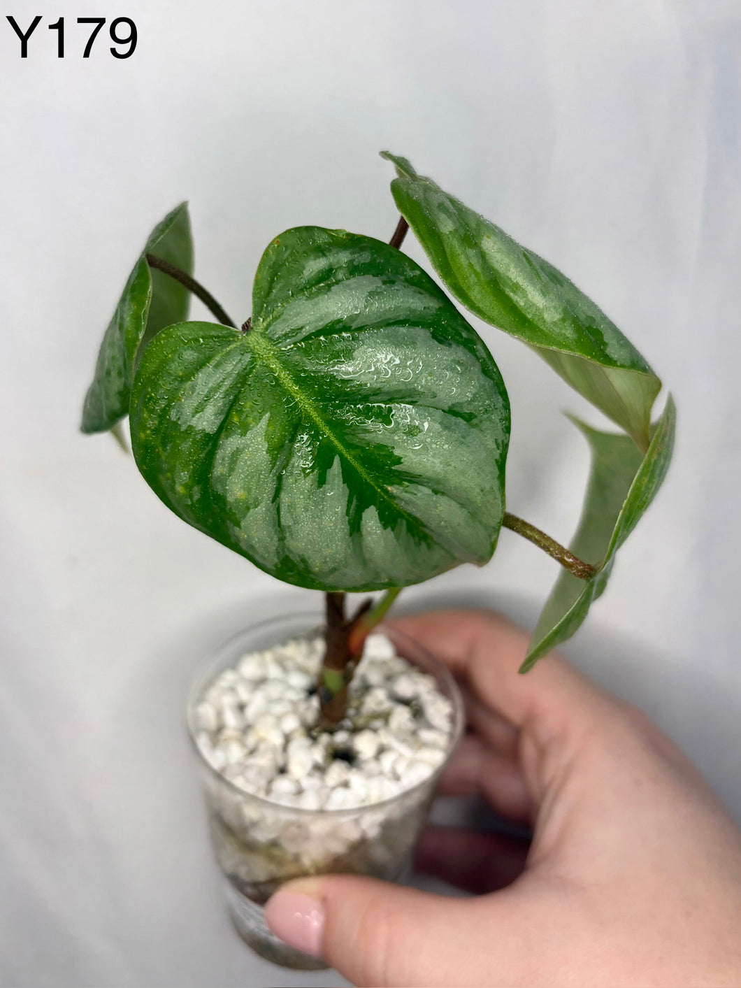 Philodendron Sodiroi Variegata #Y179 – ZARITS