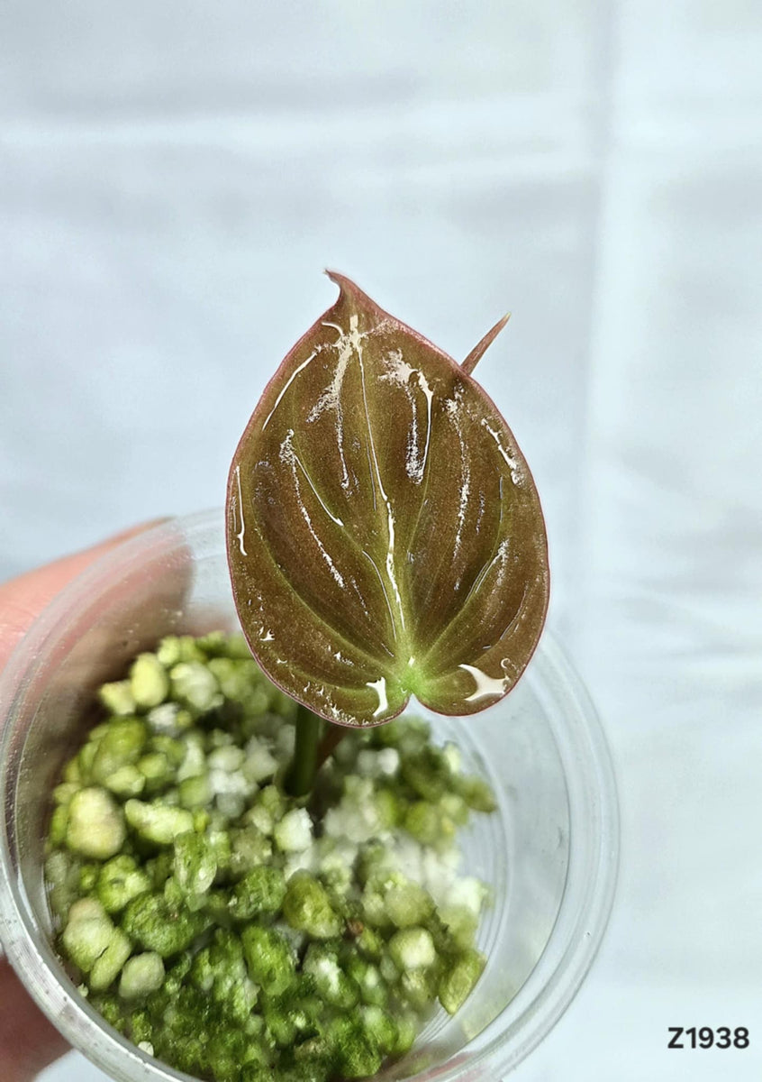 Philodendron Mican Mint #Z1938 – ZARITS