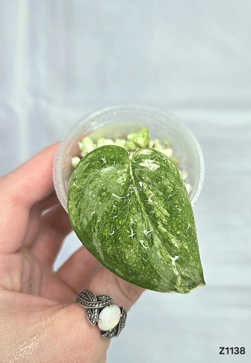 Scindapsus Mangurai #Z1138 – ZARITS