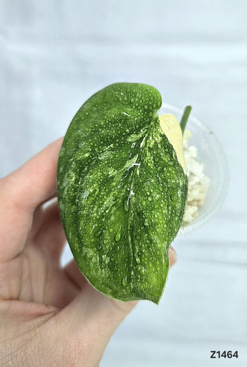 Scindapsus Mangurai #Z1464 – ZARITS