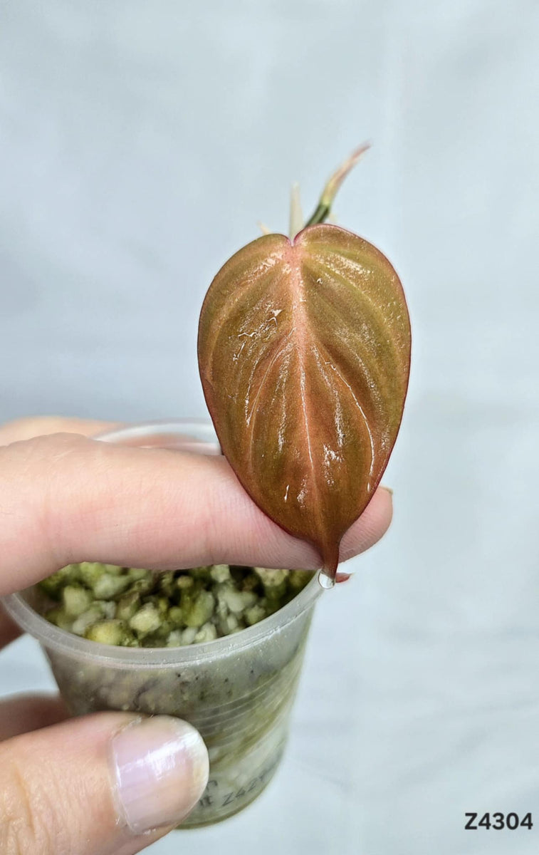 Philodendron Micans Mint #Z4304 – ZARITS