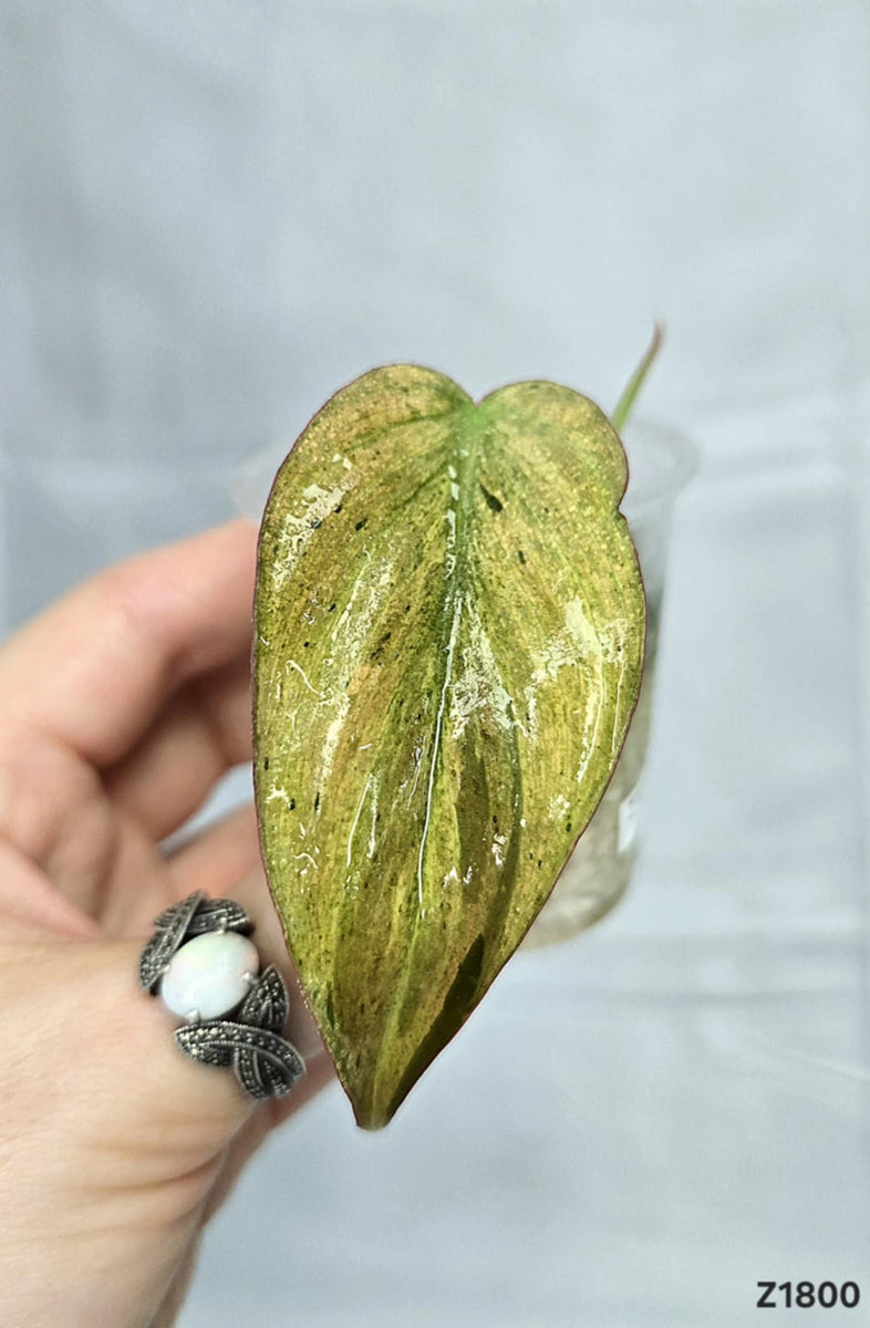 Philodendron Micans Mint #Z1800 – ZARITS