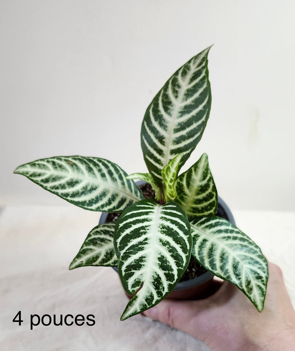 Aphelandra snowflake⭐️ – ZARITS